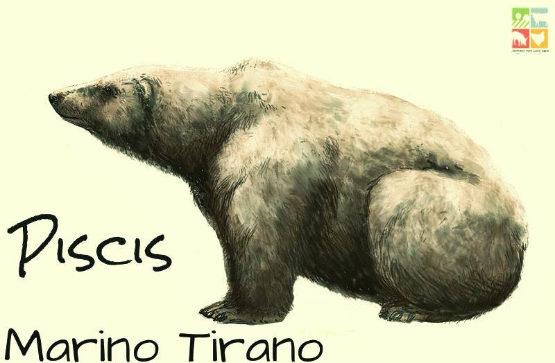 Osos Para Cada Signo :: Animales-para-cada-signo